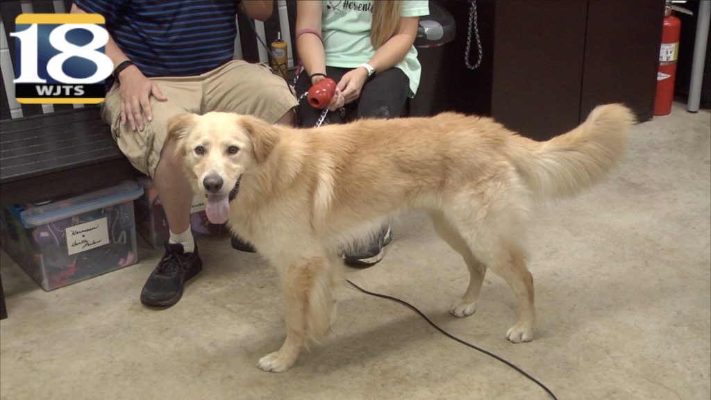 18 WJTS - Homepage - 18 WJTS