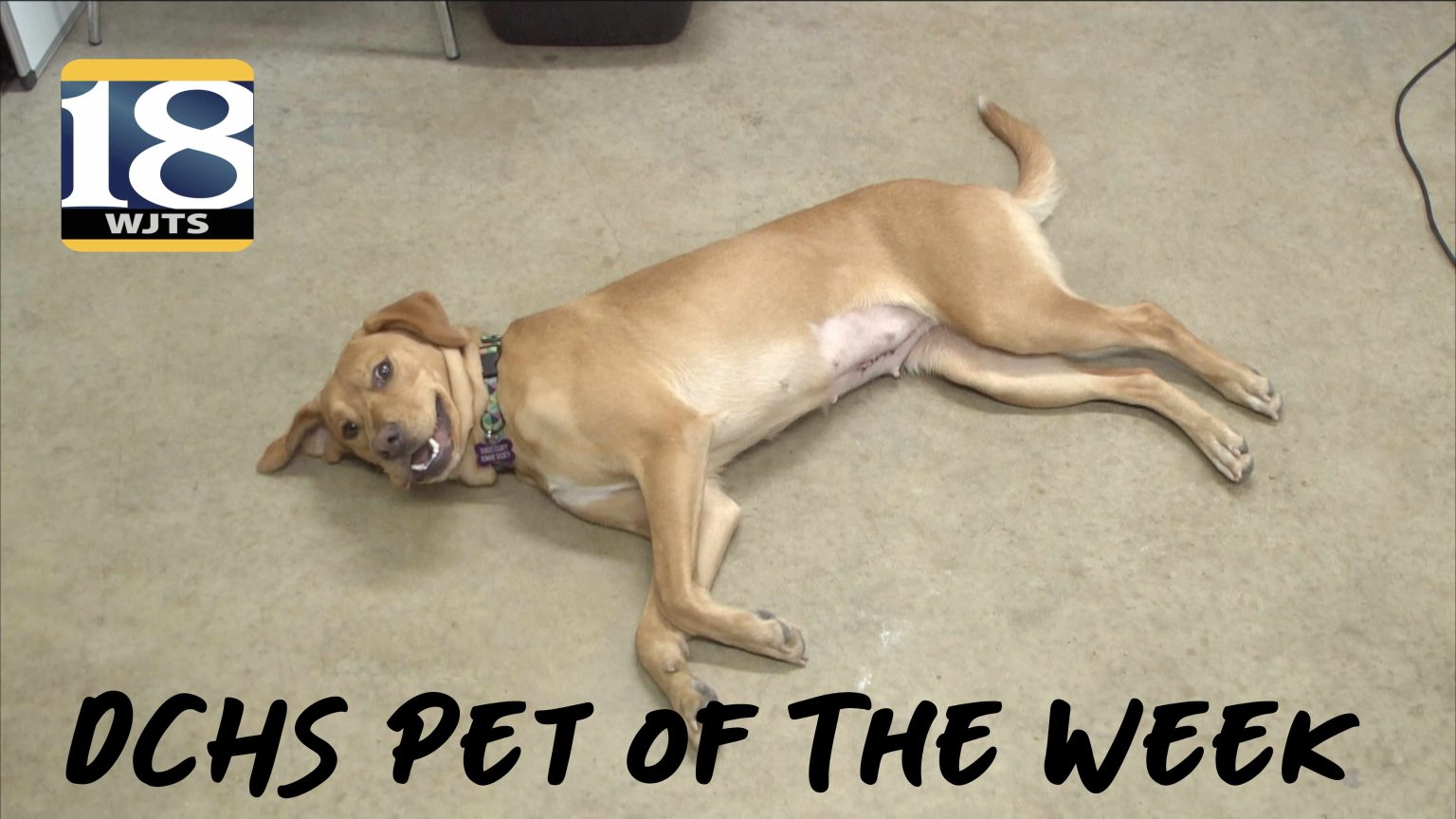 18 WJTS - Homepage - 18 WJTS